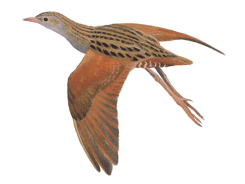 Details : Corncrake - BirdGuides