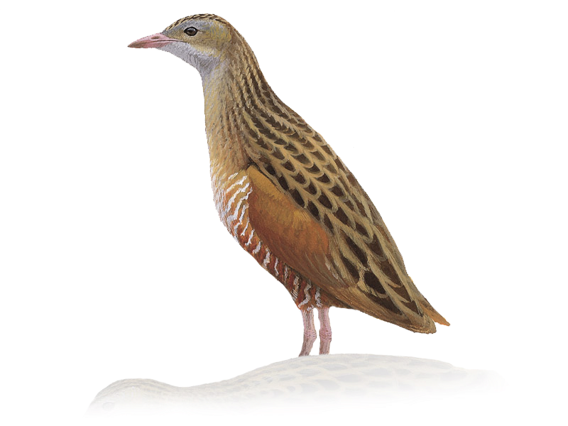 Details : Corncrake - BirdGuides
