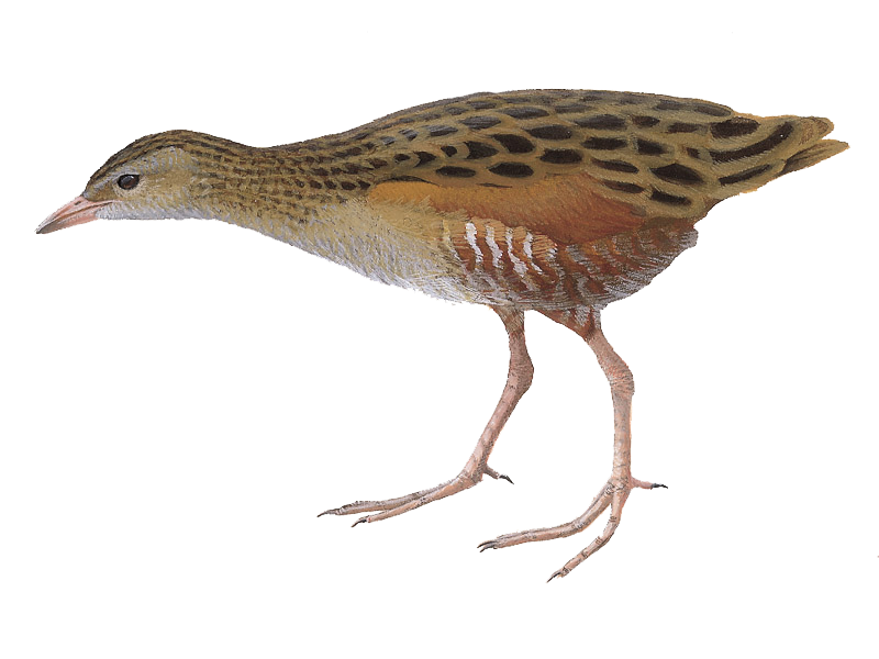 Details : Corncrake - BirdGuides