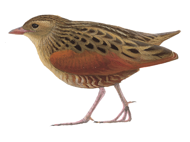 Details : Corncrake - BirdGuides