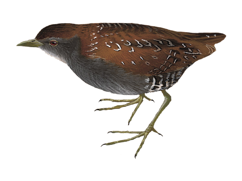 Details : Baillon's Crake - BirdGuides