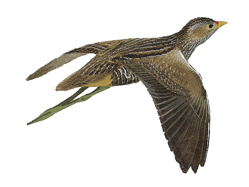 Details : Spotted Crake - BirdGuides