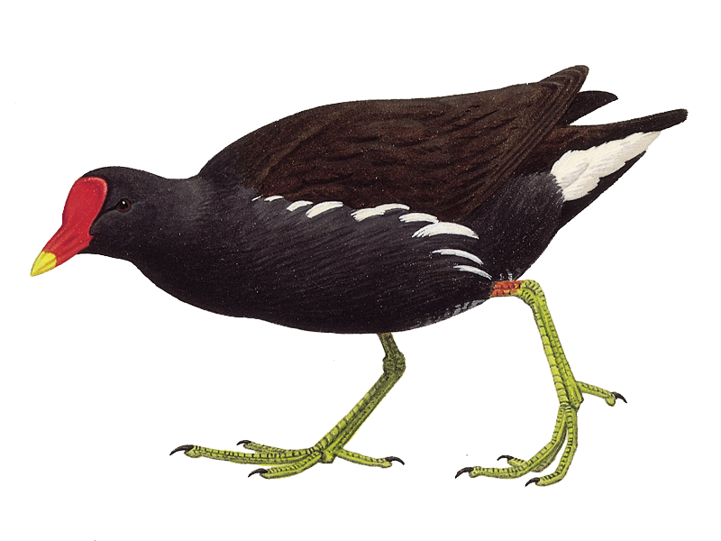 Details : Common Moorhen - BirdGuides