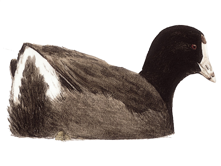Details : American Coot - BirdGuides