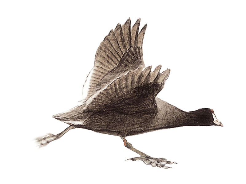 Details : American Coot - BirdGuides