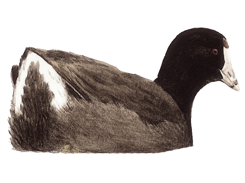 Details : American Coot - BirdGuides