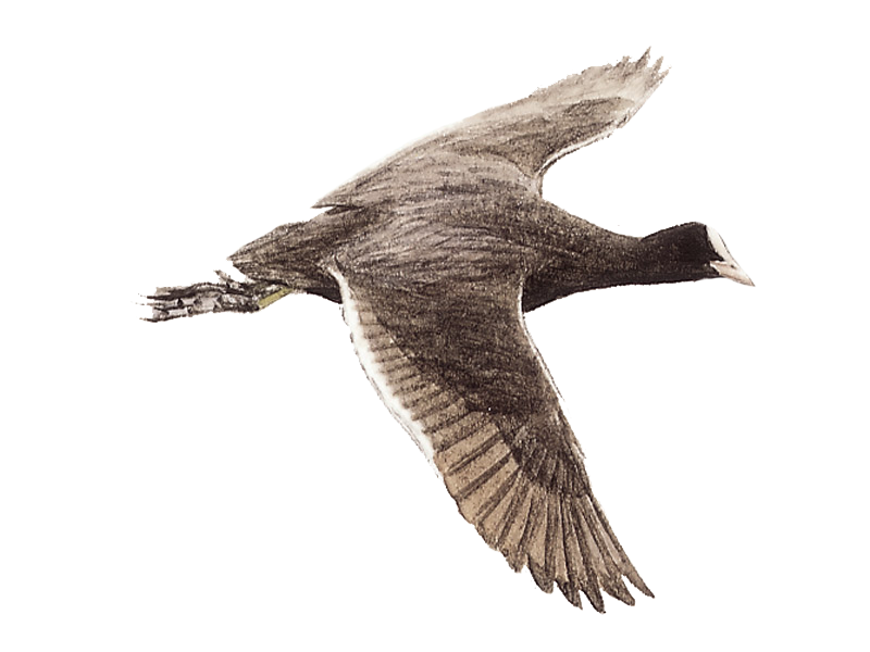 Details : Eurasian Coot - BirdGuides