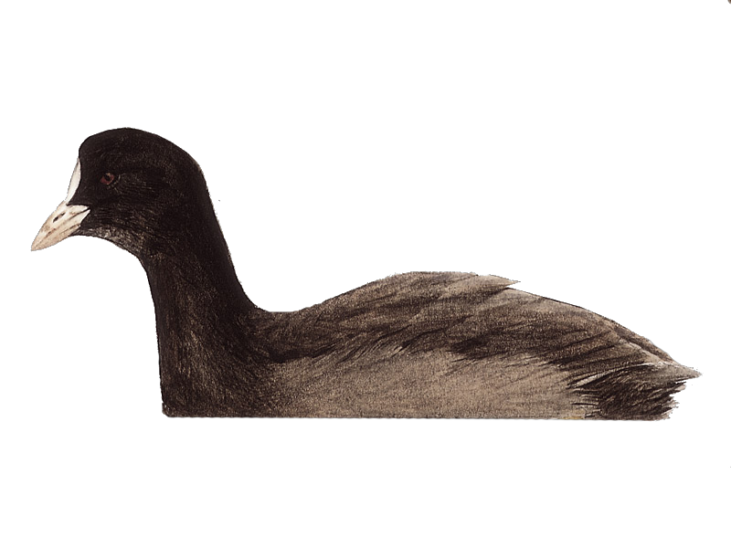 Details : Eurasian Coot - BirdGuides