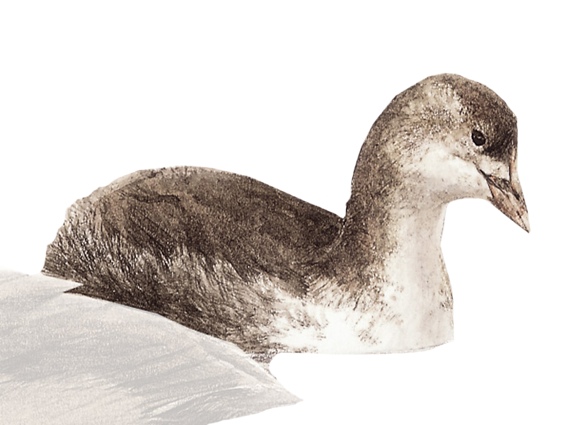 Details : Eurasian Coot - BirdGuides