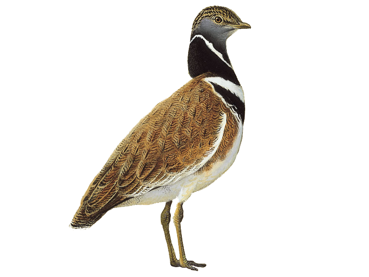 Details : Little Bustard - BirdGuides