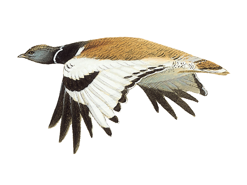 Details : Little Bustard - BirdGuides