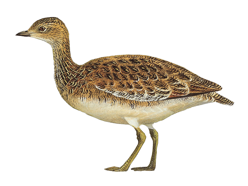 Details : Little Bustard - BirdGuides