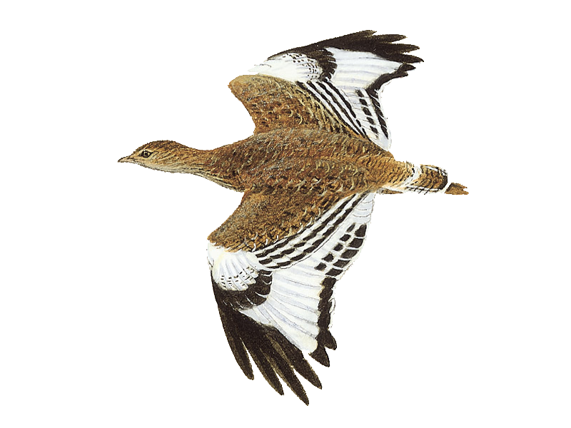 Details : Little Bustard - BirdGuides