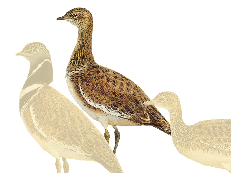 Details : Little Bustard - BirdGuides