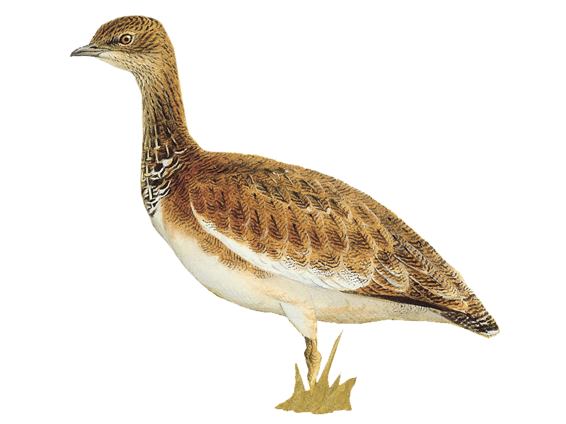Details : Little Bustard - BirdGuides