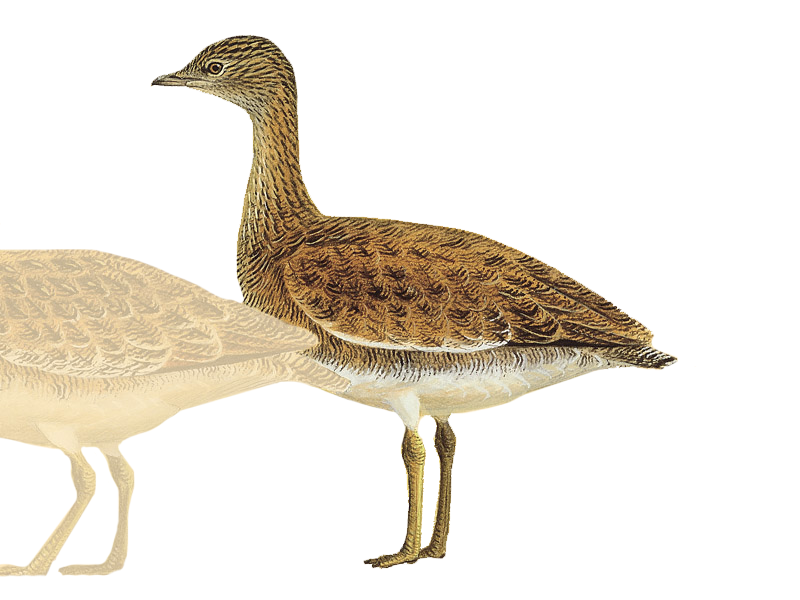 Details : Little Bustard - BirdGuides