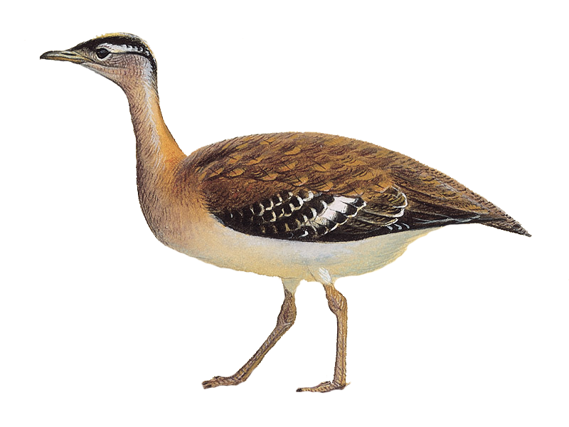 Details : Denham's Bustard - BirdGuides