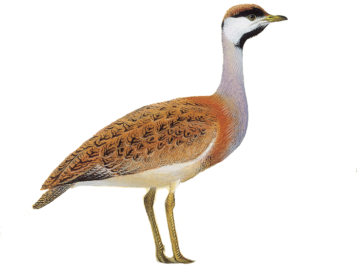 Details : Nubian Bustard - BirdGuides