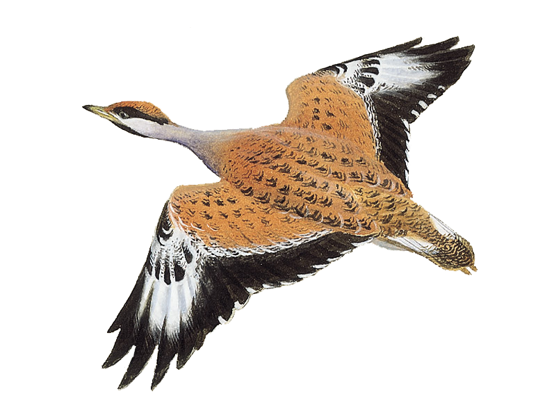 Details : Nubian Bustard - BirdGuides