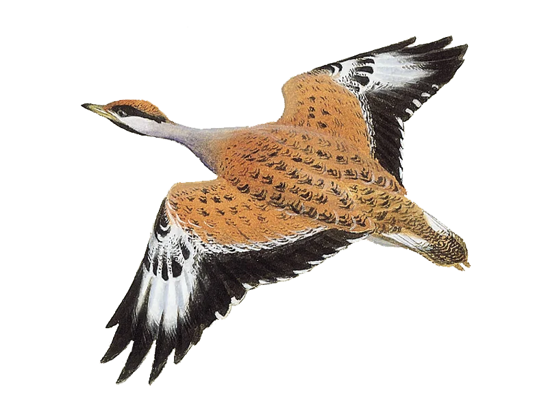 Details : Nubian Bustard - BirdGuides