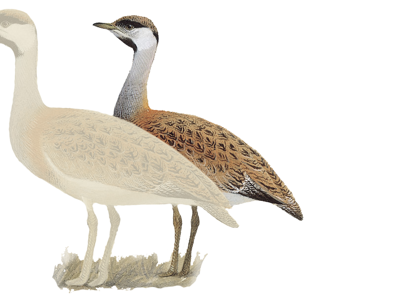 Details : Nubian Bustard - BirdGuides