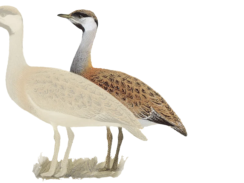 Details : Nubian Bustard - BirdGuides