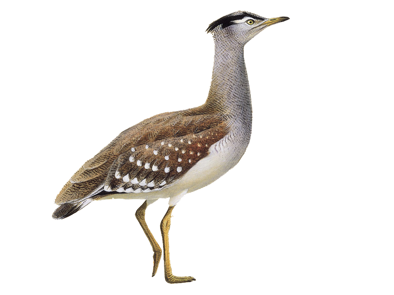 Details : Arabian Bustard - BirdGuides