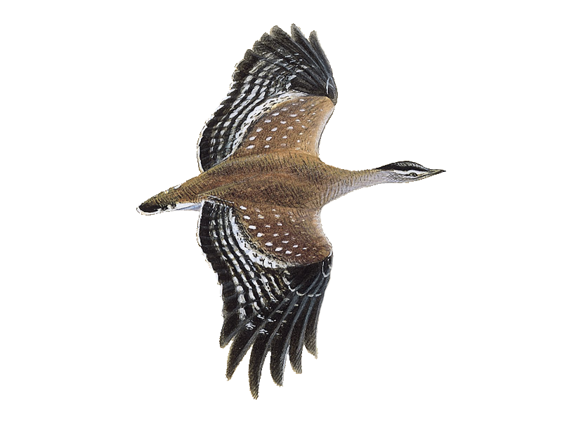 Details : Arabian Bustard - BirdGuides