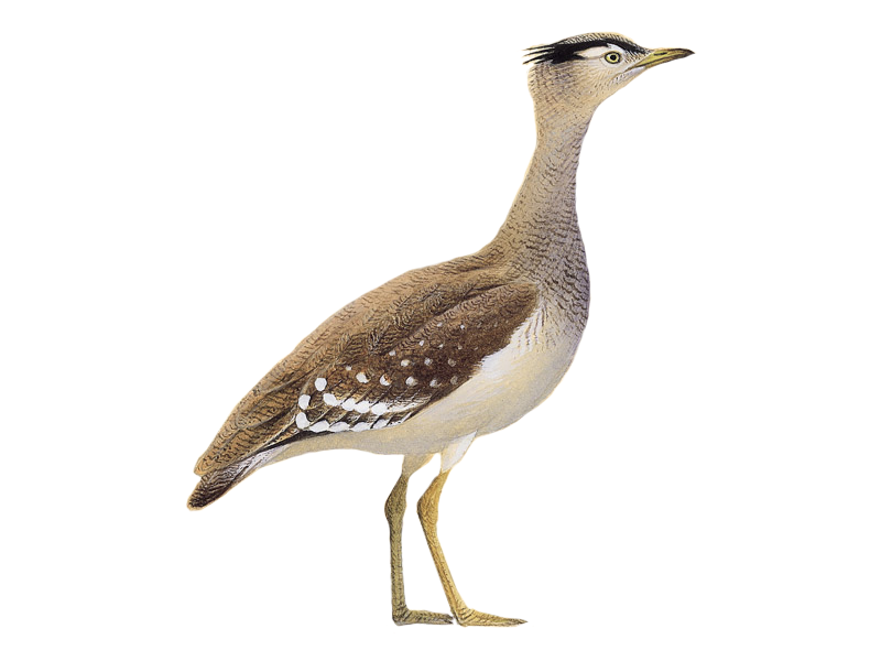 Details : Arabian Bustard - BirdGuides