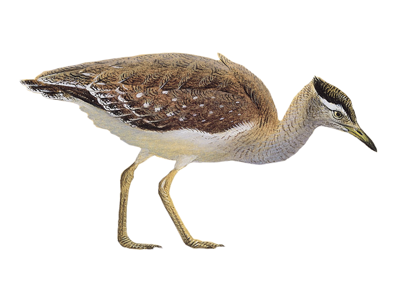 Details : Arabian Bustard - BirdGuides