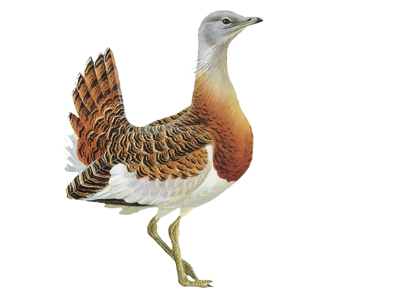 Details : Great Bustard - BirdGuides