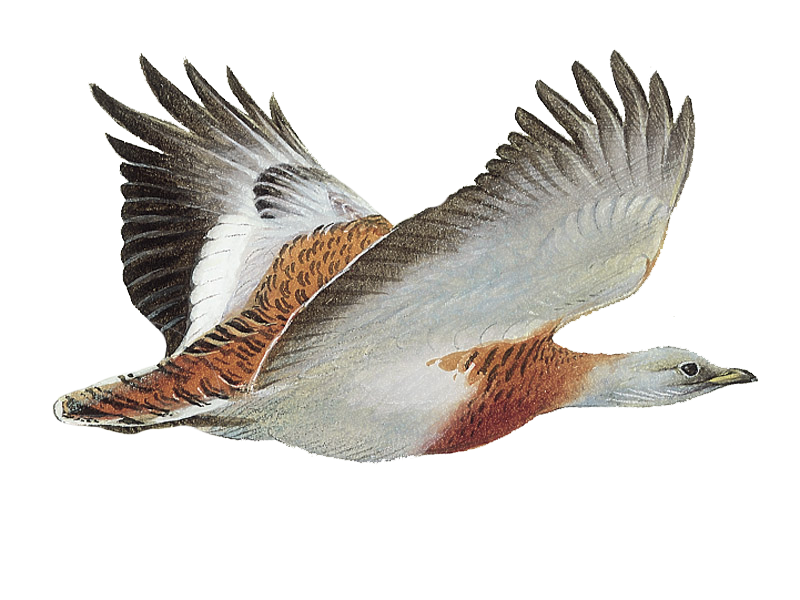 Details : Great Bustard - BirdGuides