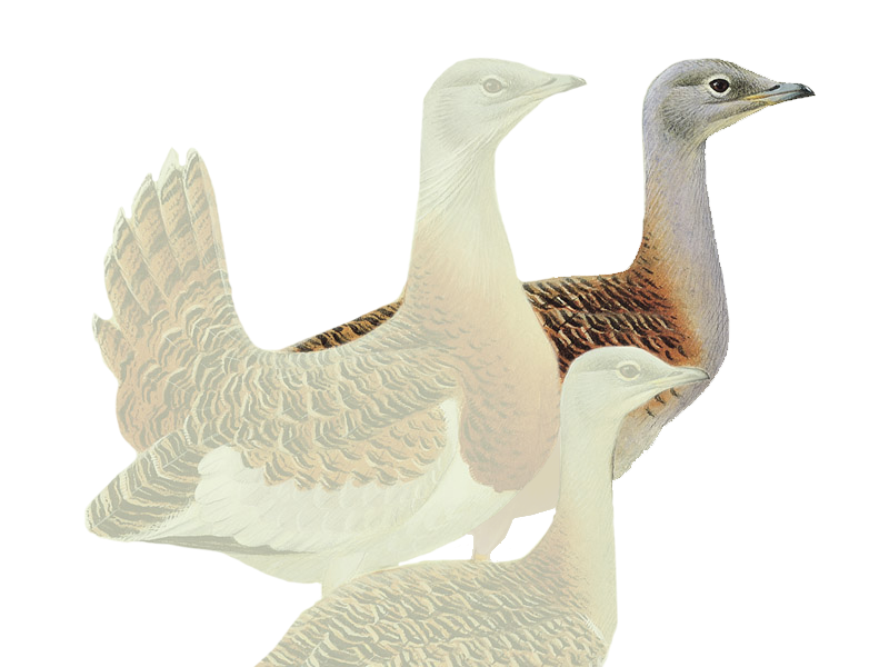 Details : Great Bustard - BirdGuides