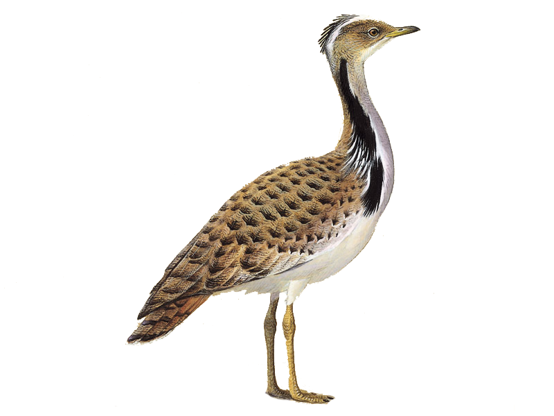 Details : Macqueen's Bustard - BirdGuides
