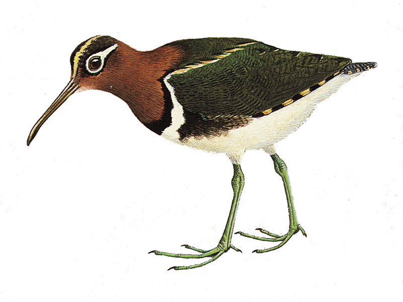 Details : Greater Painted-snipe - BirdGuides