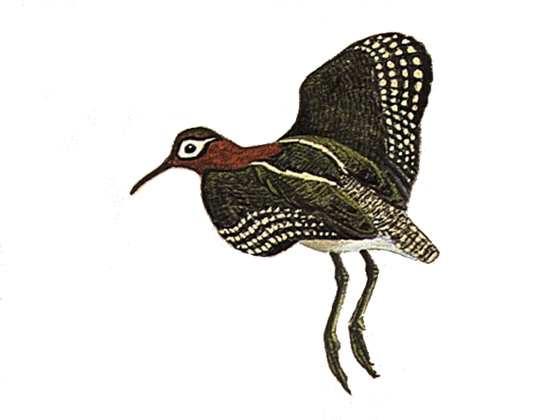 Details : Greater Painted-snipe - BirdGuides