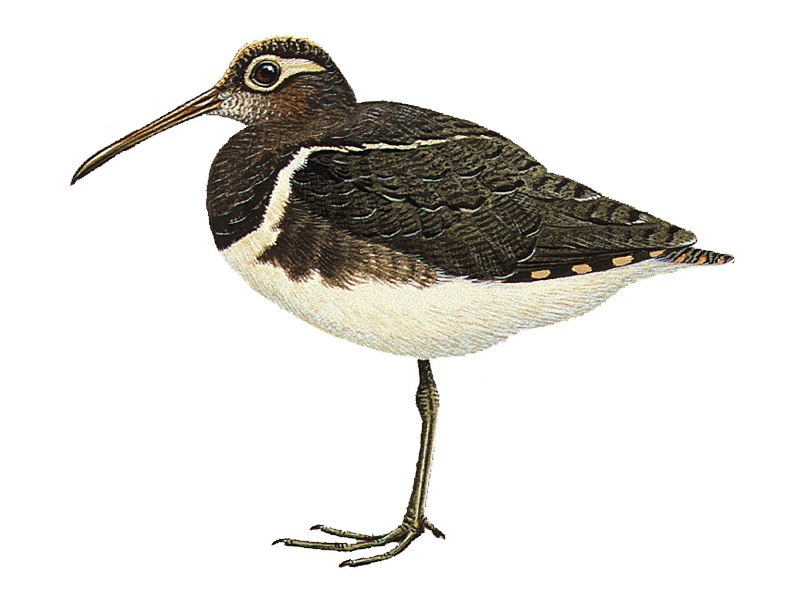 Details : Greater Painted-snipe - BirdGuides