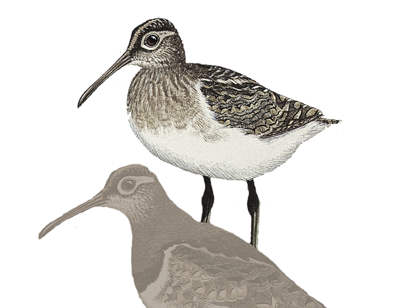 Details : Greater Painted-snipe - BirdGuides