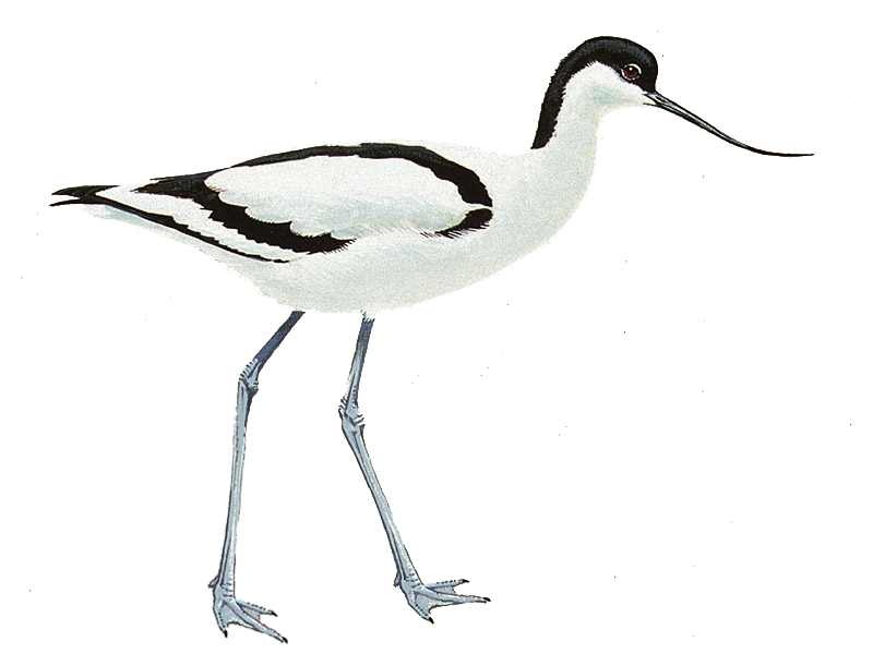 Details : Avocet - BirdGuides