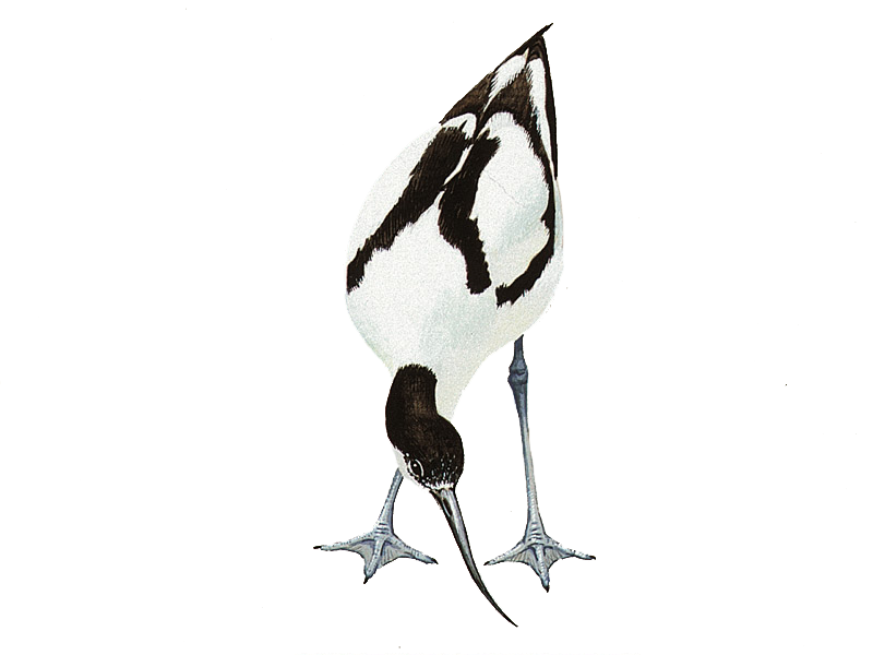 Details : Avocet - BirdGuides