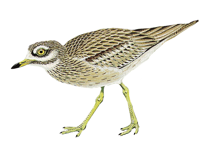 Details : Eurasian Stone-curlew - BirdGuides