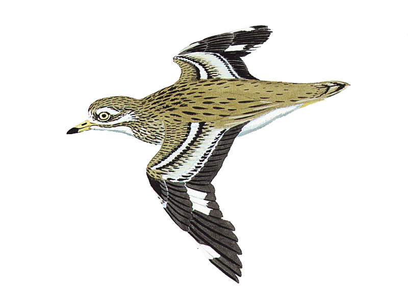 Details : Eurasian Stone-curlew - BirdGuides