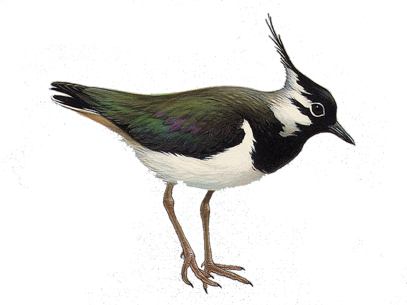 Details : Northern Lapwing - BirdGuides