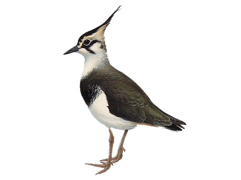Details : Northern Lapwing - BirdGuides