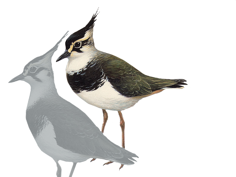Details : Northern Lapwing - BirdGuides