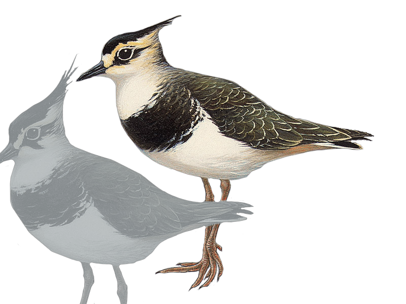 Details : Northern Lapwing - BirdGuides