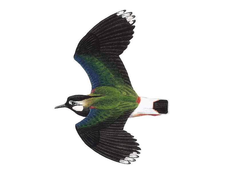 Details : Northern Lapwing - BirdGuides