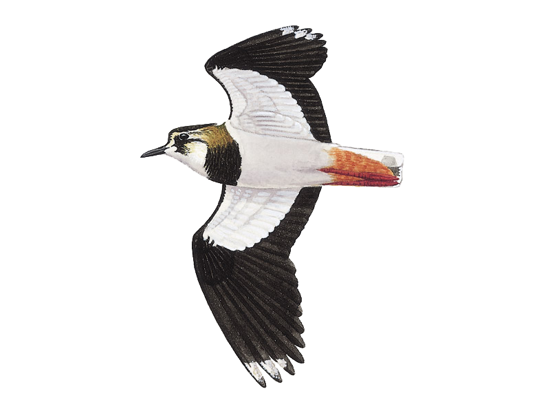 Details : Northern Lapwing - BirdGuides