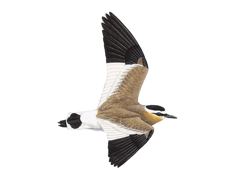 Details : Sociable Lapwing - BirdGuides