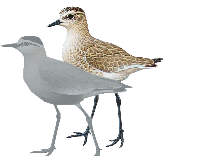 Details : Sociable Lapwing - BirdGuides